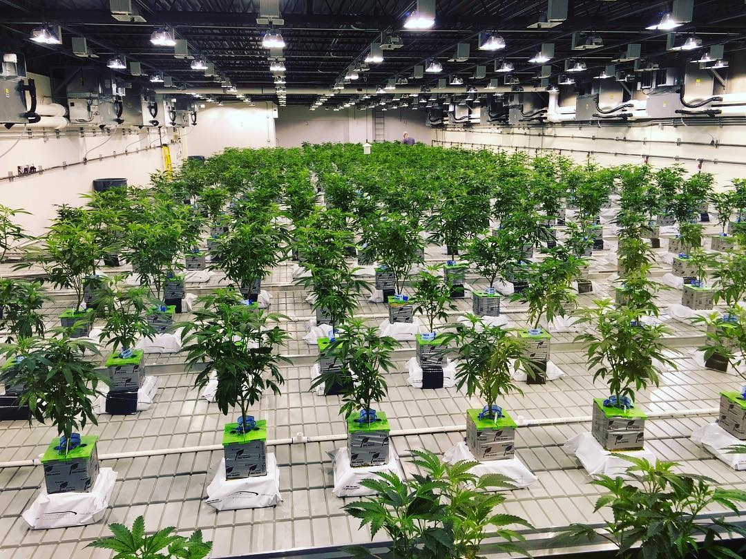 Rare Dankness breeder. Seed bank info - GrowDiaries