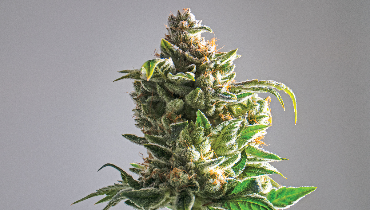 Top 10 Strongest Cannabis Strains For 2021 GrowDiaries
