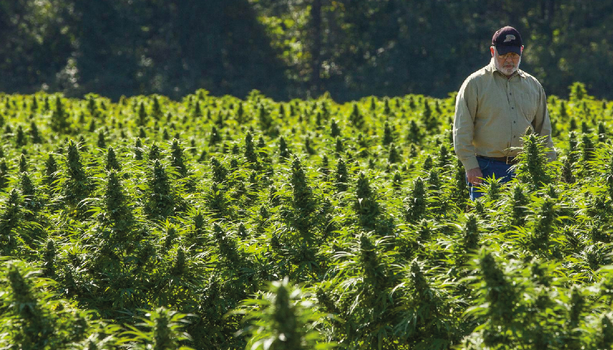 What Is Sativa Cannabis? - GrowDiaries