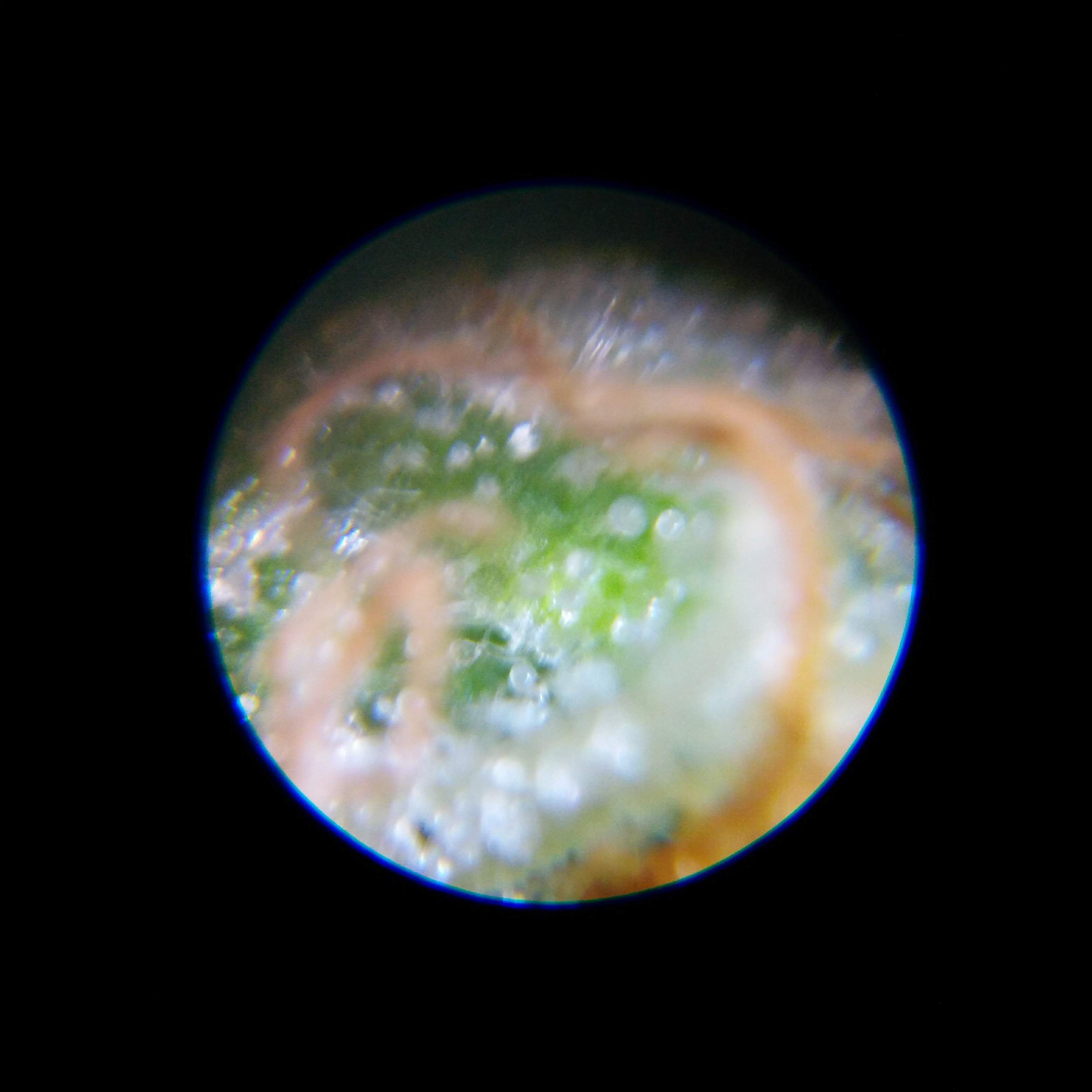 GrowDiaries - Dutch Passion - Auto Cinderella Jack