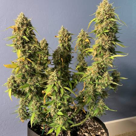 Gelato Auto Strain Info / Gelato Auto Weed By Herbies Seeds - GrowDiaries