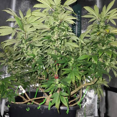 Bruce Banner 3 Strain Info / Bruce Banner 3 Weed By Zamnesia Seeds ...