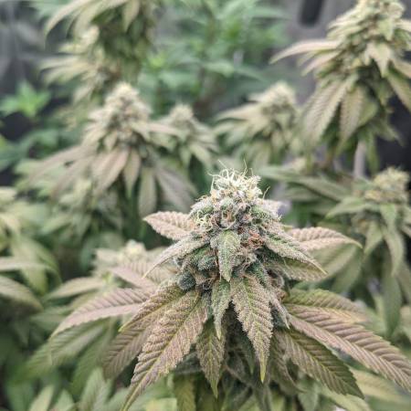 Triple Cheese Strain Info / Triple Cheese Weed By Barney's Farm ...