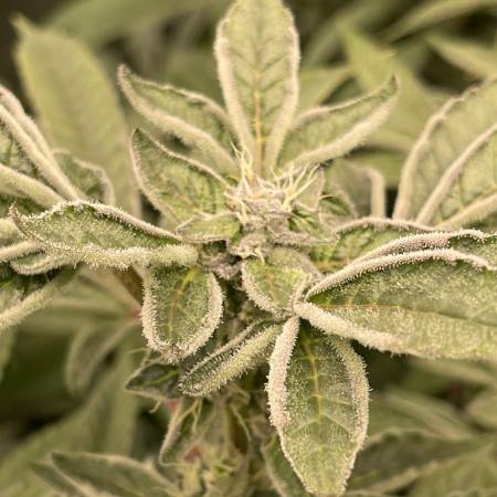 Red Runtz S1 / Exotic Genetix strain info - GrowDiaries