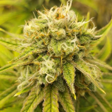 Fast Buds Cherry Cola Auto grow diary (journal) week2 by Removed ...