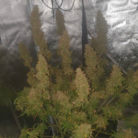Purple OG Punch Strain Info / Purple OG Punch Weed By Ganja Farmer ...