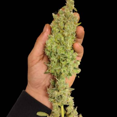 Gelato #45 Strain Info / Gelato #45 Weed By Barney's Farm - GrowDiaries