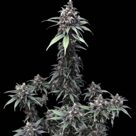 Fast Buds Crystal METH grow diary (journal) harvest9 by Mtmtc - GrowDiaries
