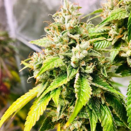 Fuel OG / Ripper Seeds strain info - GrowDiaries