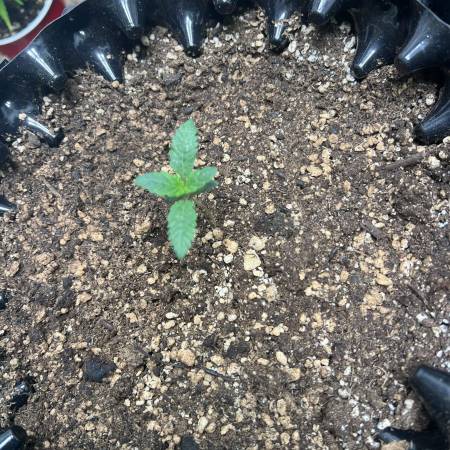 Solfire Gardens Bahama Bussdown grow diary (journal) week1 by Oerpheus - GrowDiaries