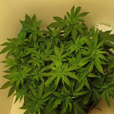 Barney's Farm LSD-Feminsed grow diary (journal) week5 by itsdax ...