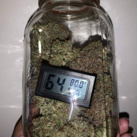 ILGM Grand Daddy Purple, Expert Seeds Runtz, Expert Seeds Zkittlez grow ...