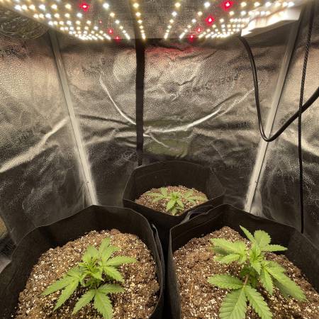 Canuk Seeds OG Kush grow diary (journal) week2 by GasTray - GrowDiaries