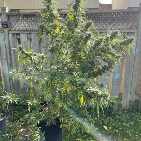 Amnesia Lemon Kush Strain Info / Amnesia Lemon Kush Weed By Garden of ...
