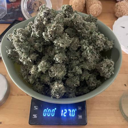 White Widow Strain Info / White Widow Weed By Green House Seed Co ...