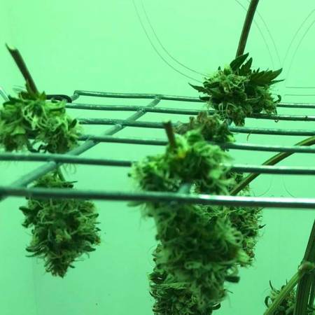 Amsterdam Genetics Blue Amnesia Autoflower grow diary (journal ...