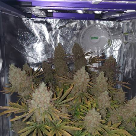 Triple G Strain Info / Triple G Weed By Royal Queen Seeds - GrowDiaries