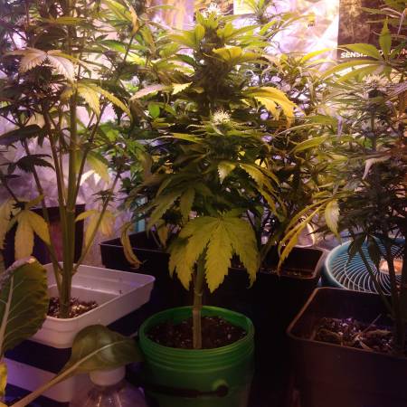 White Widow Strain Info / White Widow Weed By Seedstockers - GrowDiaries