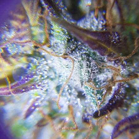 Purple Haze Auto Strain Info / Purple Haze Auto Weed By Original ...