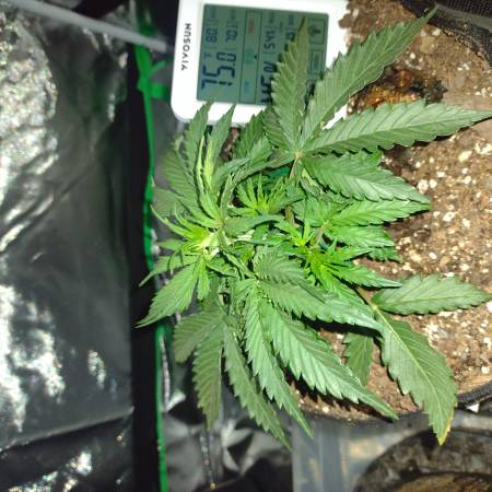 Seedstockers AK420 Autoflower grow diary (journal) week4 by Starlana ...