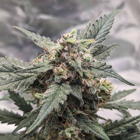 Sweet Gelato Auto® Strain Info / Sweet Gelato Auto® Weed By Sweet Seeds ...