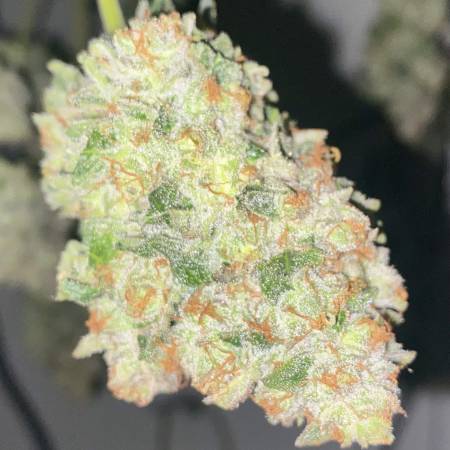 White Widow Strain Info / White Widow Weed By Seedsman - GrowDiaries