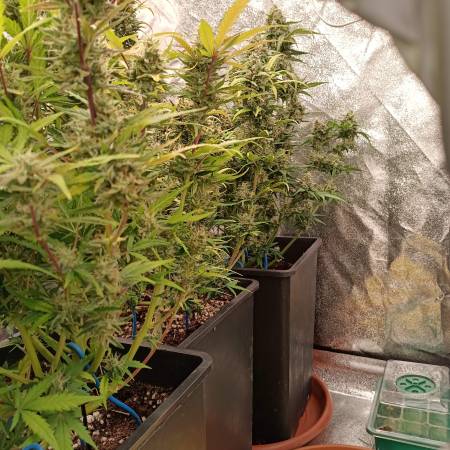 Critical+ 2.0 Auto Ltd. Edition Strain Info / Critical+ 2.0 Auto Ltd ...