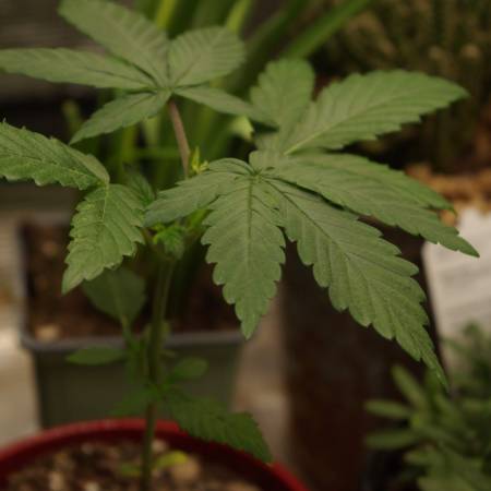 Growers Choice Seeds OG Kush grow diary (journal) week3 by ...