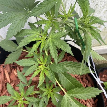 Green Crack Auto Strain Info / Green Crack Auto Weed By Seedsman ...