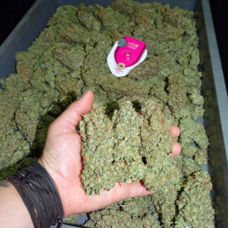 Critical Kush Strain Info / Critical Kush Weed By Royal Queen Seeds ...