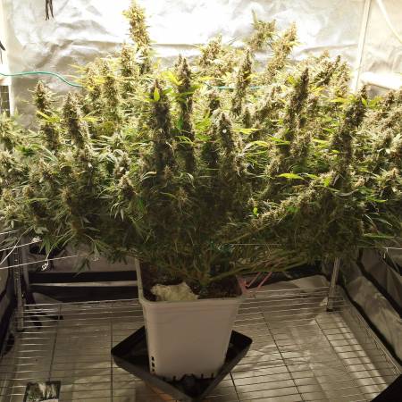 Glue Gelato Auto Strain Info / Glue Gelato Auto Weed By Barney's Farm ...