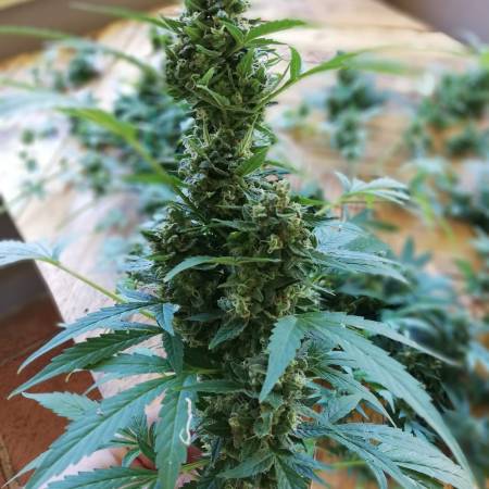 Auto OG kush grow diary (journal) harvest12 by RSA_WEED - GrowDiaries