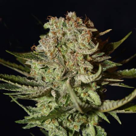 Super Bud Strain Info / Super Bud Weed By Green House Seed Co ...