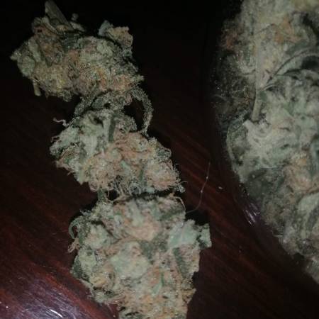 Barney's Farm Peyote Critical grow diary (journal) week8 by Thirteen13 ...