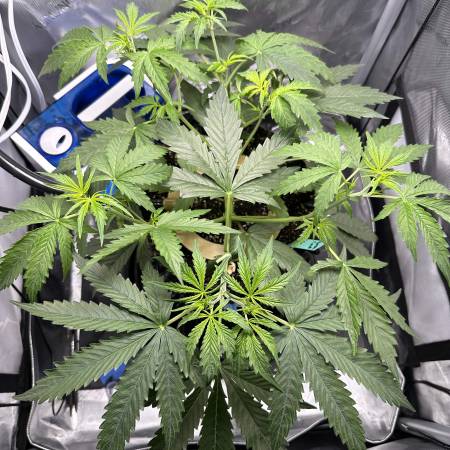 Green Crack Auto Strain Info / Green Crack Auto Weed By Fast Buds ...