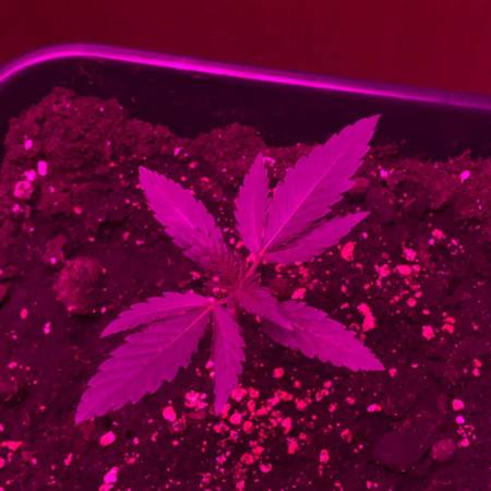 Fast Buds Crystal METH grow diary (journal) week2 by lightmixcookies ...