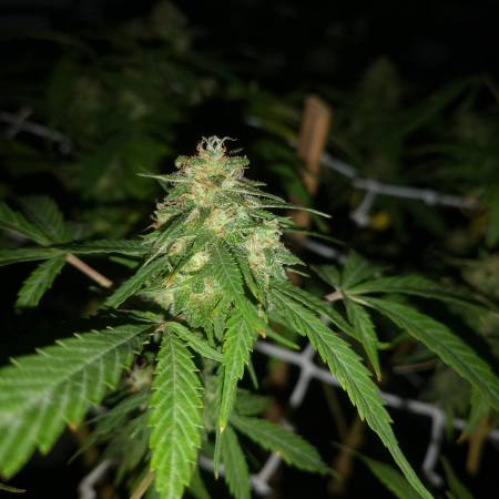 Blue OG Strain Info / Blue OG Weed By G13 Labs - GrowDiaries