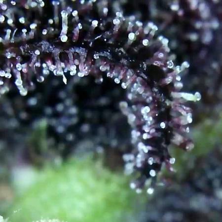 Fast Buds Crystal METH grow diary (journal) harvest7 by Ladyblazed ...