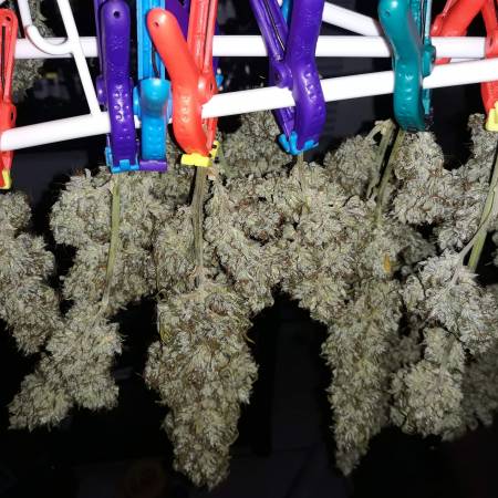 Green Crack Auto Strain Info / Green Crack Auto Weed By Fast Buds ...