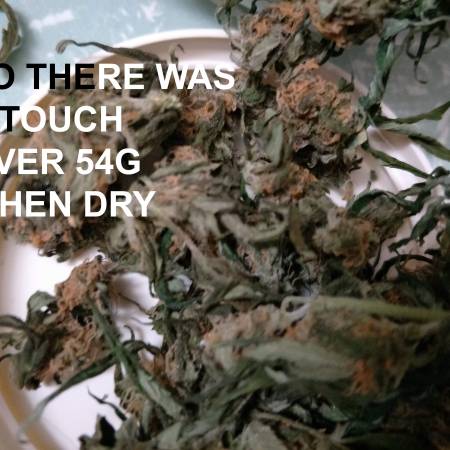 White LSD Auto Strain Info / White LSD Auto Weed By MSNL - GrowDiaries