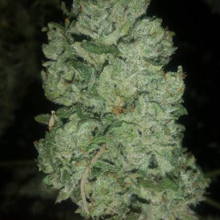 MSNL White LSD Auto grow diary (journal) week9 by Tonks - GrowDiaries