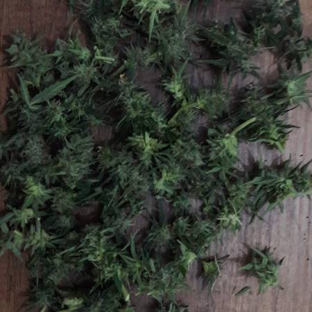 LSD Auto / Custom Breeder & Strain strain info - GrowDiaries