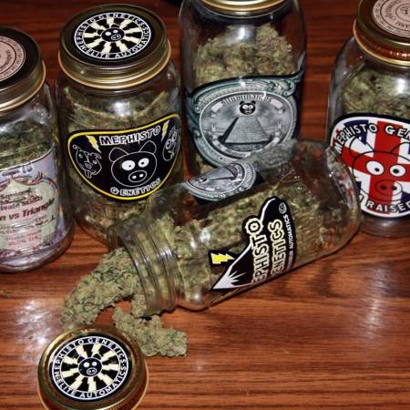 Mephisto Genetics Alien vs. Triangle grow diary (journal) week11 by ...