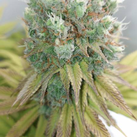Dutch Passion Mazar grow diary (journal) week14 by skunkhunt42 ...