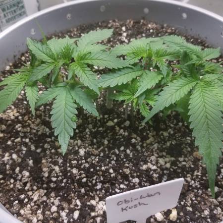 Obi Wan Kush Strain Info / Obi Wan Kush Weed By Canuk Seeds - GrowDiaries