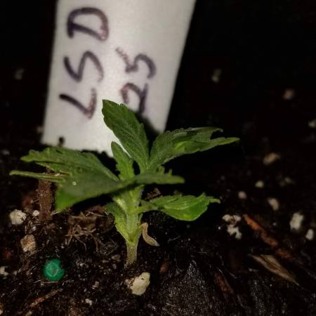 LSD-25 Auto Strain Info / LSD-25 Auto Weed By FastBuds - GrowDiaries