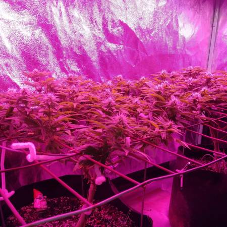 Mazar / Growers Choice Seeds strain info - GrowDiaries