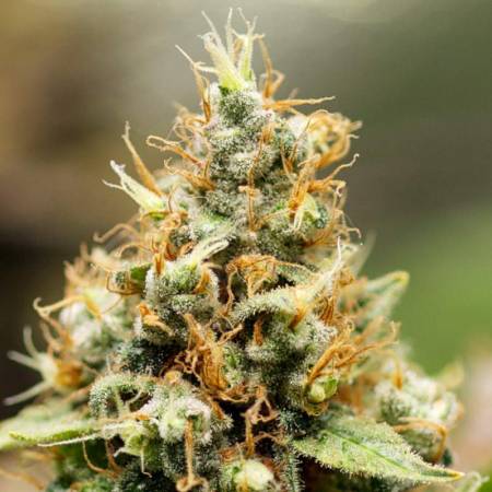 Misty Kush Strain Info / Misty Kush Weed By Nirvana - GrowDiaries