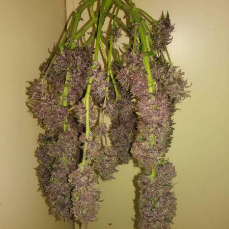Fast Buds Crystal METH grow diary (journal) week2 by Radical - GrowDiaries