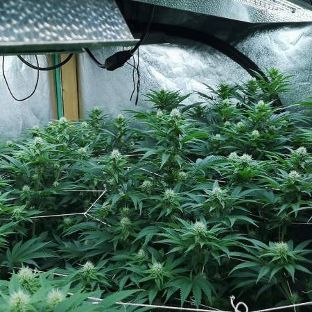 Gelato #45 / Barney's Farm: grow journals - GrowDiaries